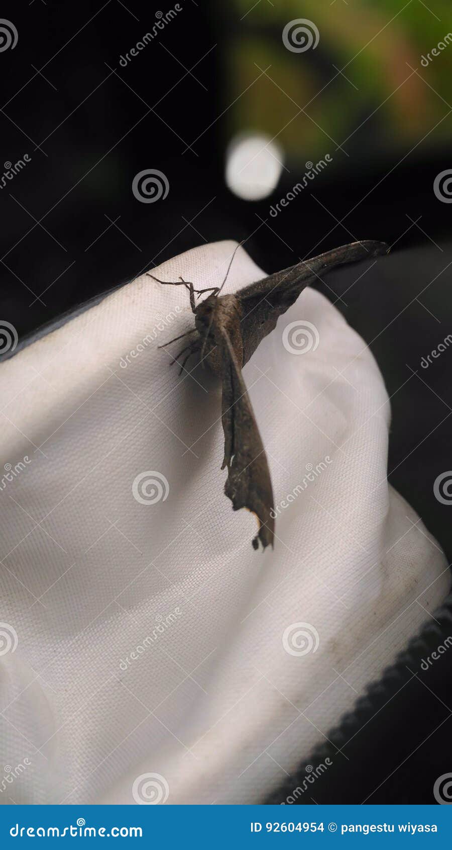 Fly over cloth stock photo. Image of infocus, white, beautiful - 92604954