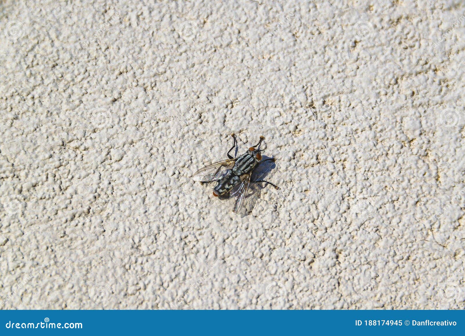 Fly Over Concrete Wall stock image. Image of common - 188174945