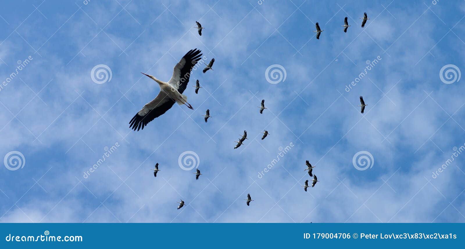 Flying Flock of Storks in the Blue Sky Stock Photo - Image of asian ...