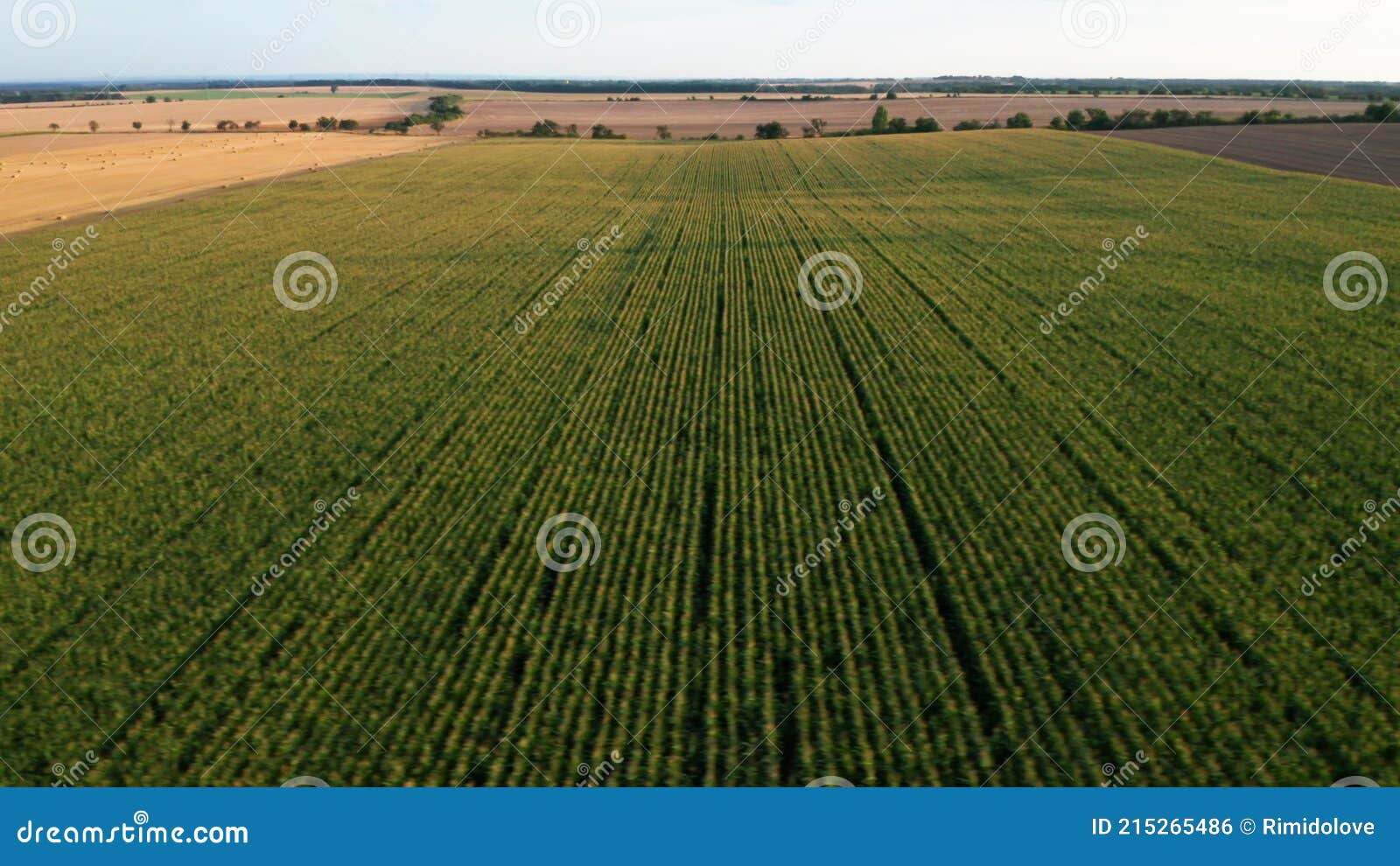 Fly Over a Green Field with Corn or Maize and Empty Fields. Sideway ...