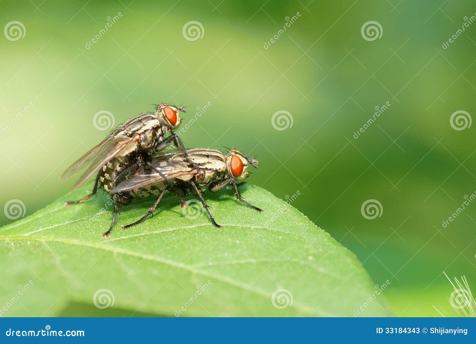 Fly stock image. Image of close, insects, insect, coupling - 33184343