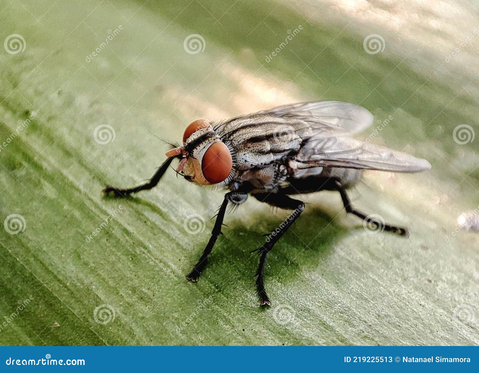 A Fly is Perch on a Green Leaf Stock Image - Image of nature, perch ...