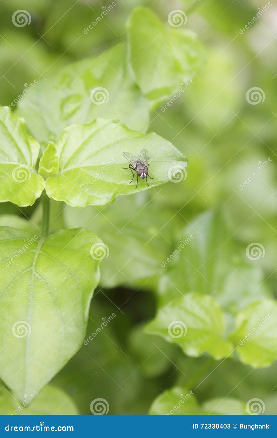 Fly Perch Green Leaf Stock Photo | CartoonDealer.com #72330438