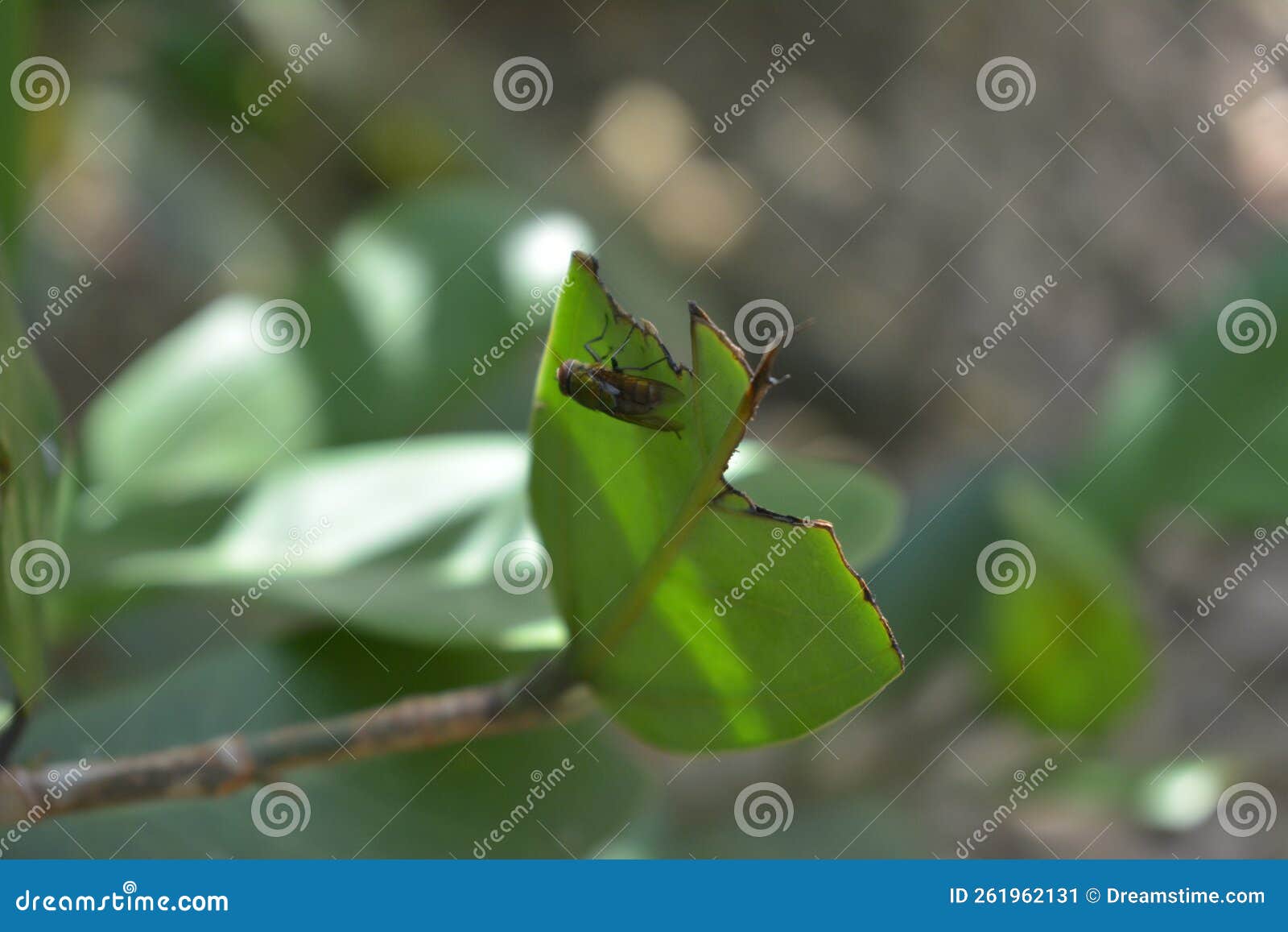 Fly perch on the leave stock image. Image of brown, tree - 261962131