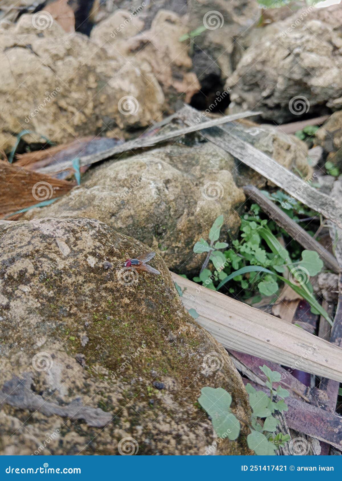 A fly perched on a rock stock image. Image of autumn - 251417421
