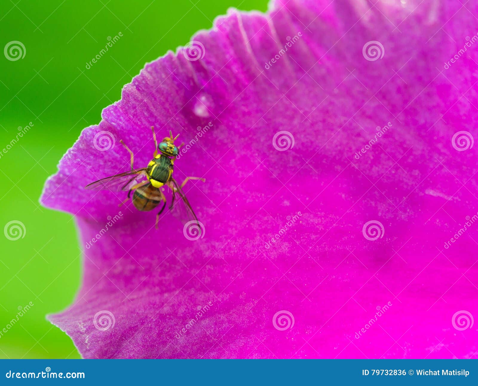 Fly Perched on Violet Cattleya Petal Stock Photo - Image of garden ...