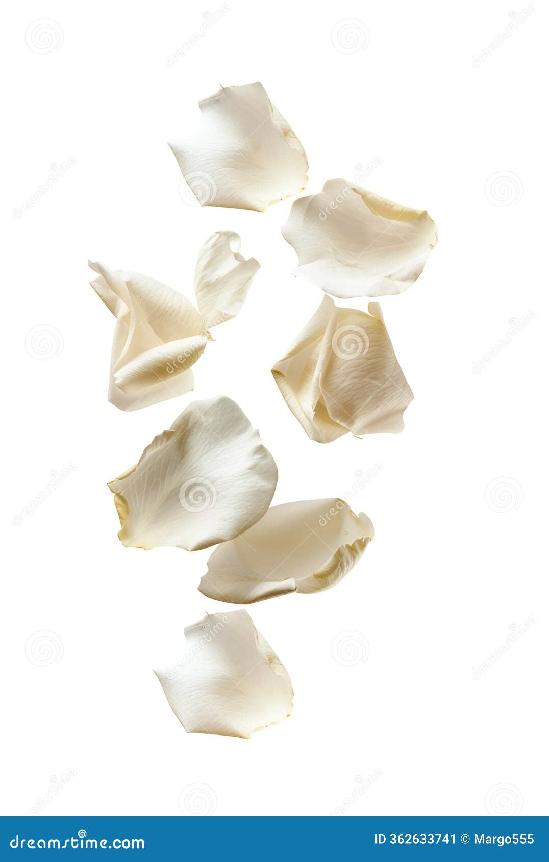 Fly petal white rose stock illustration. Illustration of falling ...