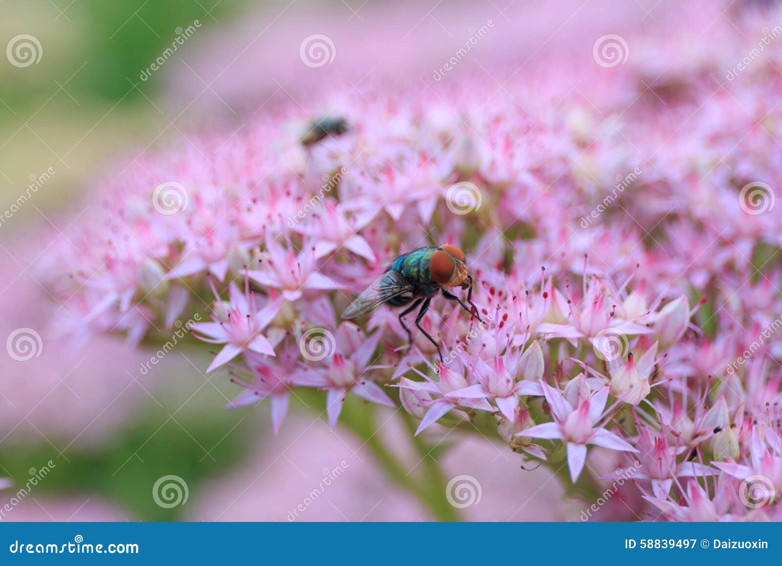 Fly stock image. Image of closeup, insect, collect, pink - 58839497