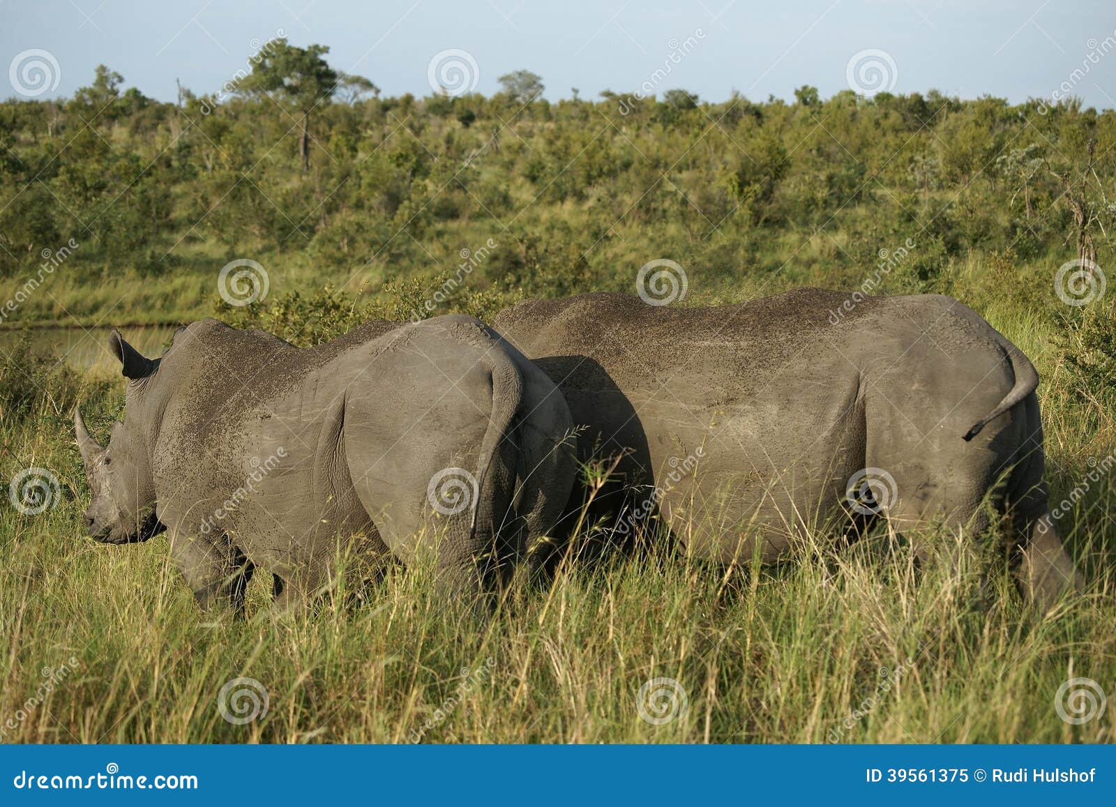 Fly plague on Rhino stock image. Image of game, lipped - 39561375