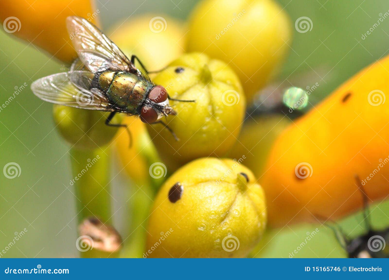 Fly on Plant stock photo. Image of insect, buds, nuisance - 15165746