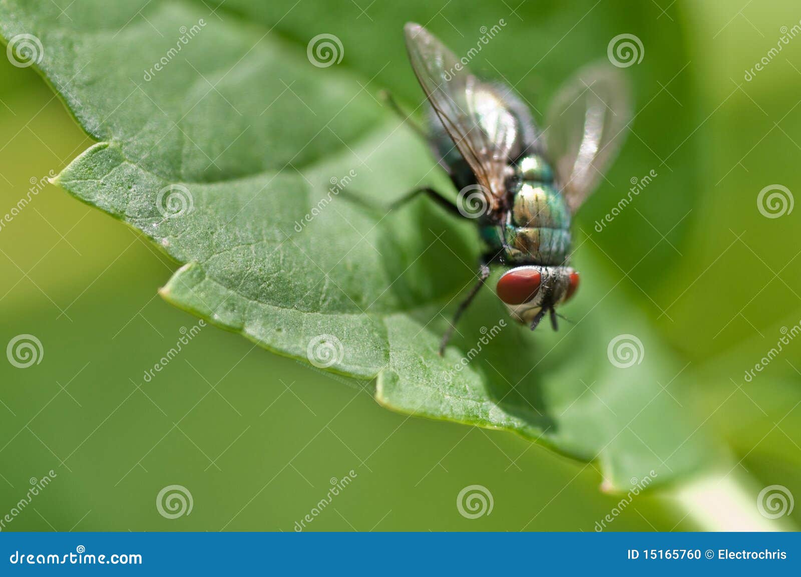 Fly on Plant stock photo. Image of organic, invertebrate - 15165760