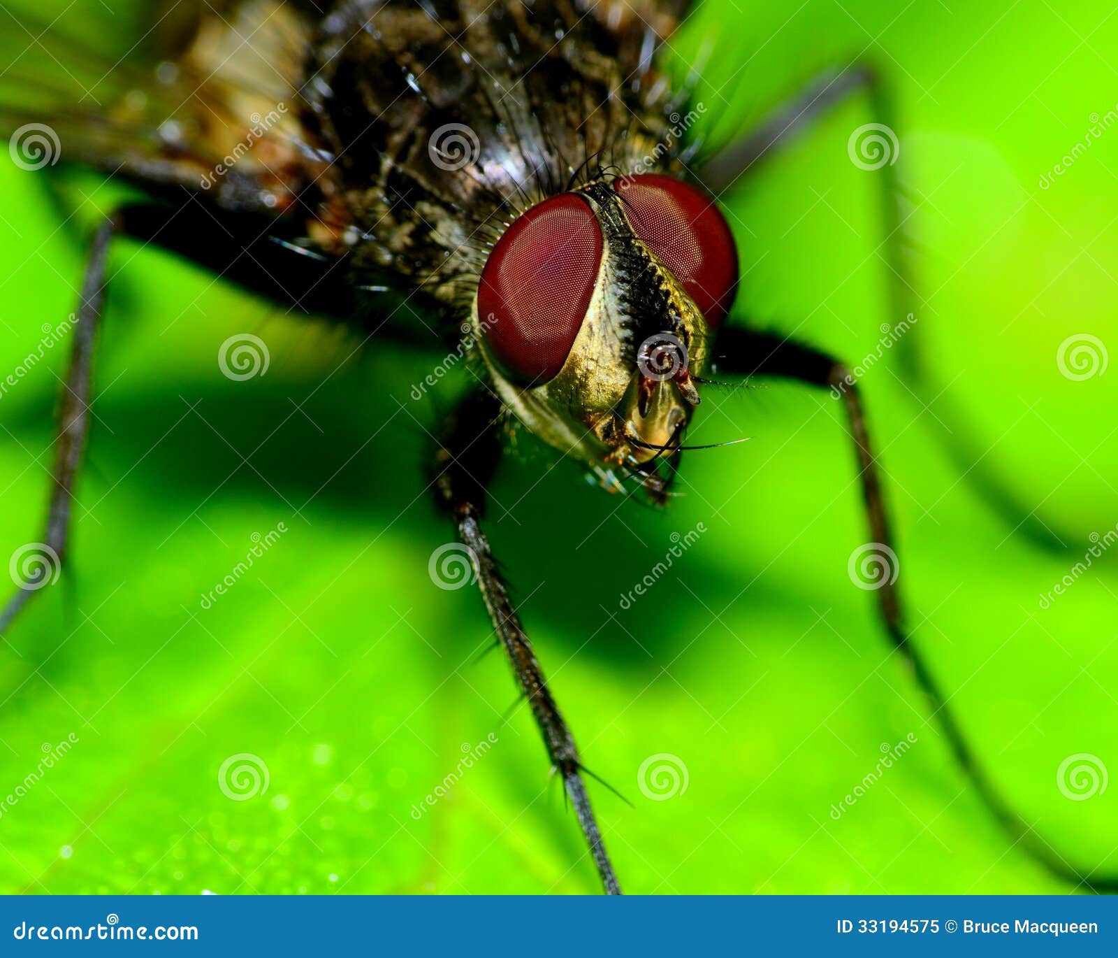 Fly on a Plant stock image. Image of vibrant, small, insect - 33194575