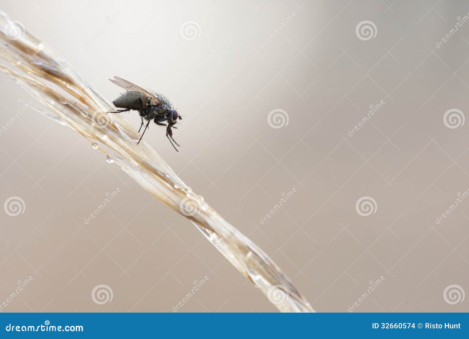 Fly on a plant straw stock photo. Image of fauna, wing - 32660574