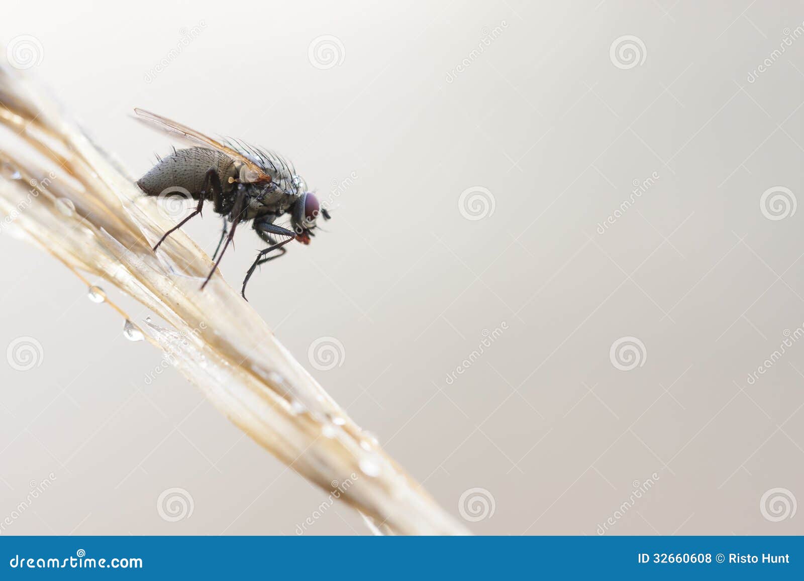 Fly on a plant straw stock photo. Image of wildlife, close - 32660608