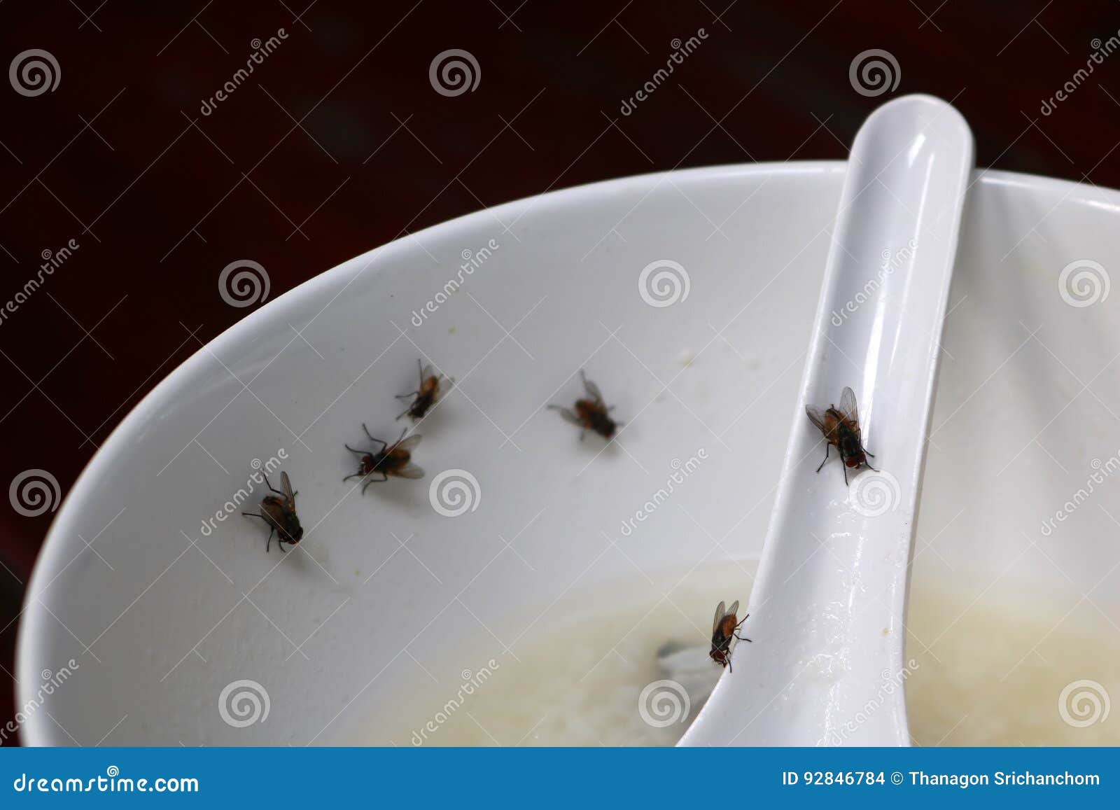 Fly on a plate of food. stock photo. Image of pest, plate - 92846784