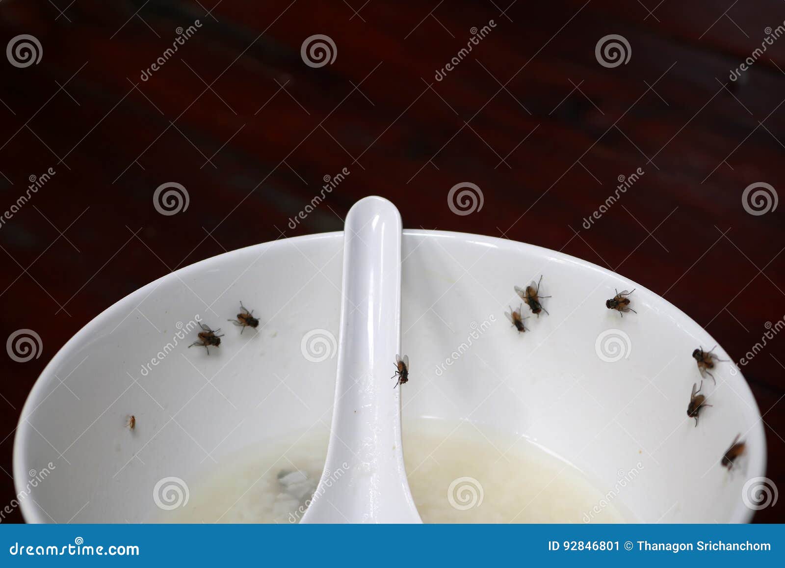Fly on a plate of food. stock image. Image of dishes - 92846801