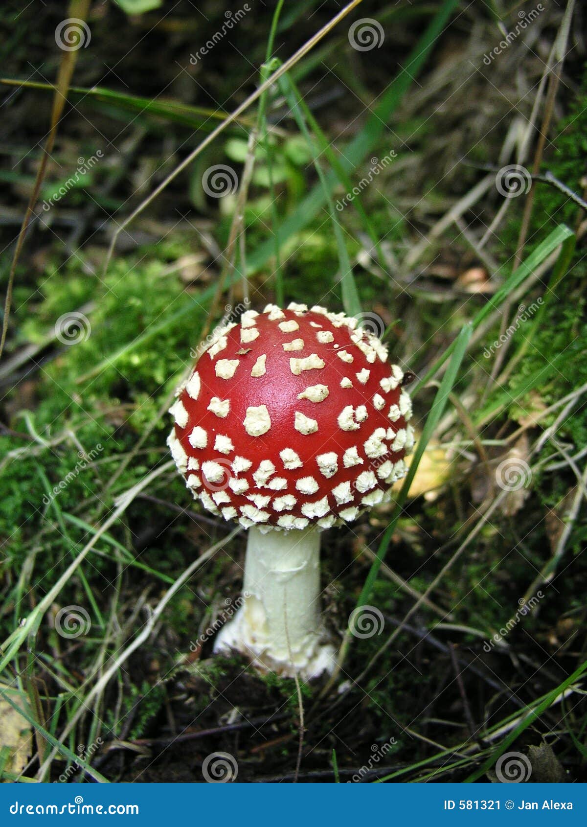 Fly Poison Amanita stock image. Image of mushroom, ground - 581321