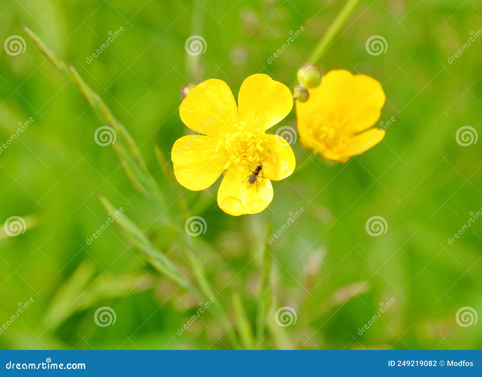 A fly pollinates a weed stock photo. Image of field - 249219082