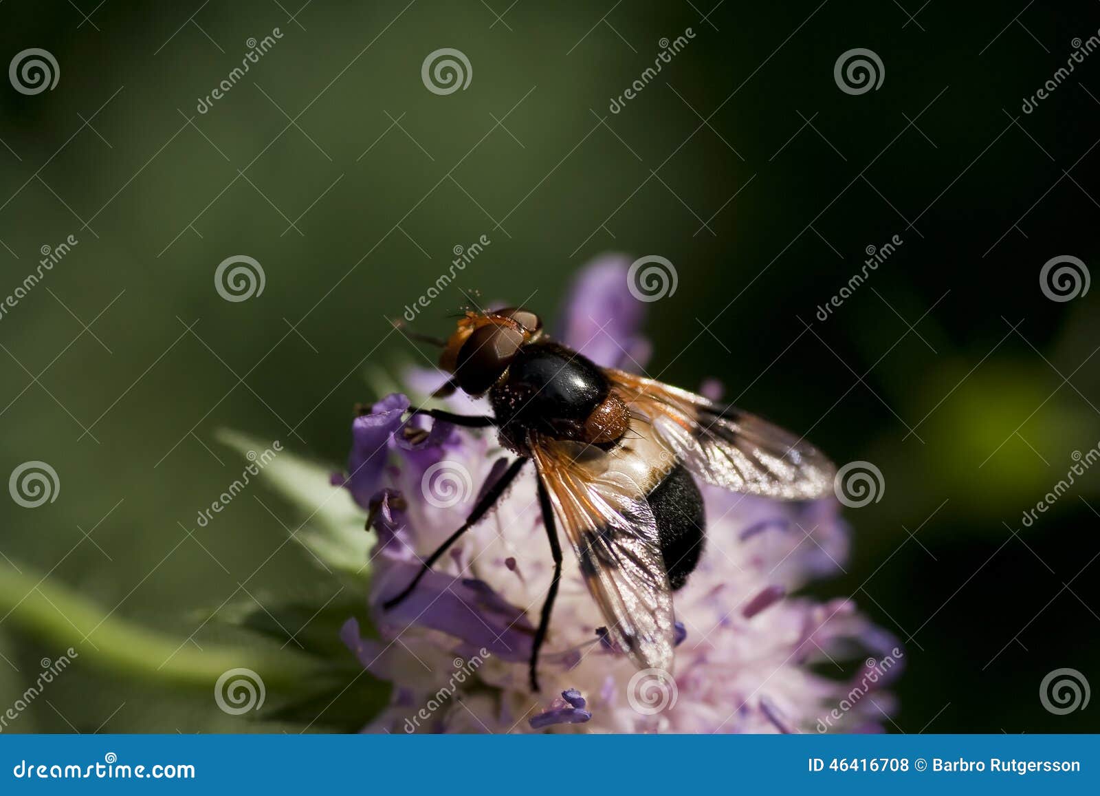 Fly stock photo. Image of flower, blossom, flies, insects - 46416708