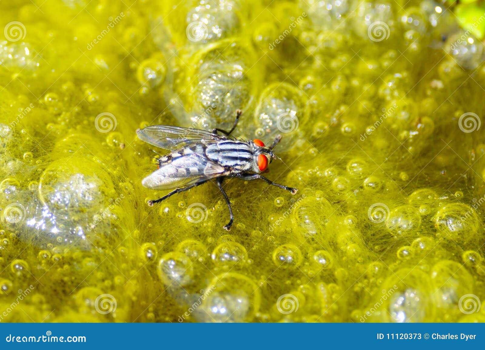 Fly in Pond stock image. Image of insect, common, green - 11120373
