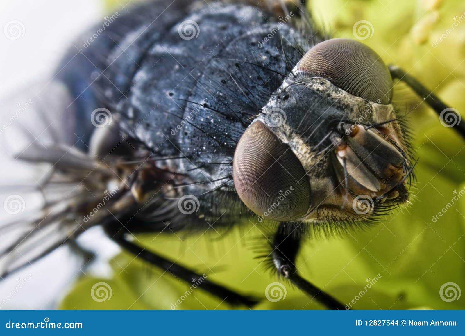 Fly portrait stock photo. Image of sense, hairy, pest - 12827544