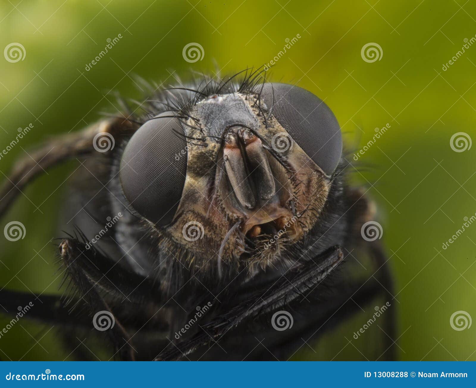 Fly portrait stock photo. Image of extreme, closeup, blue - 13008288