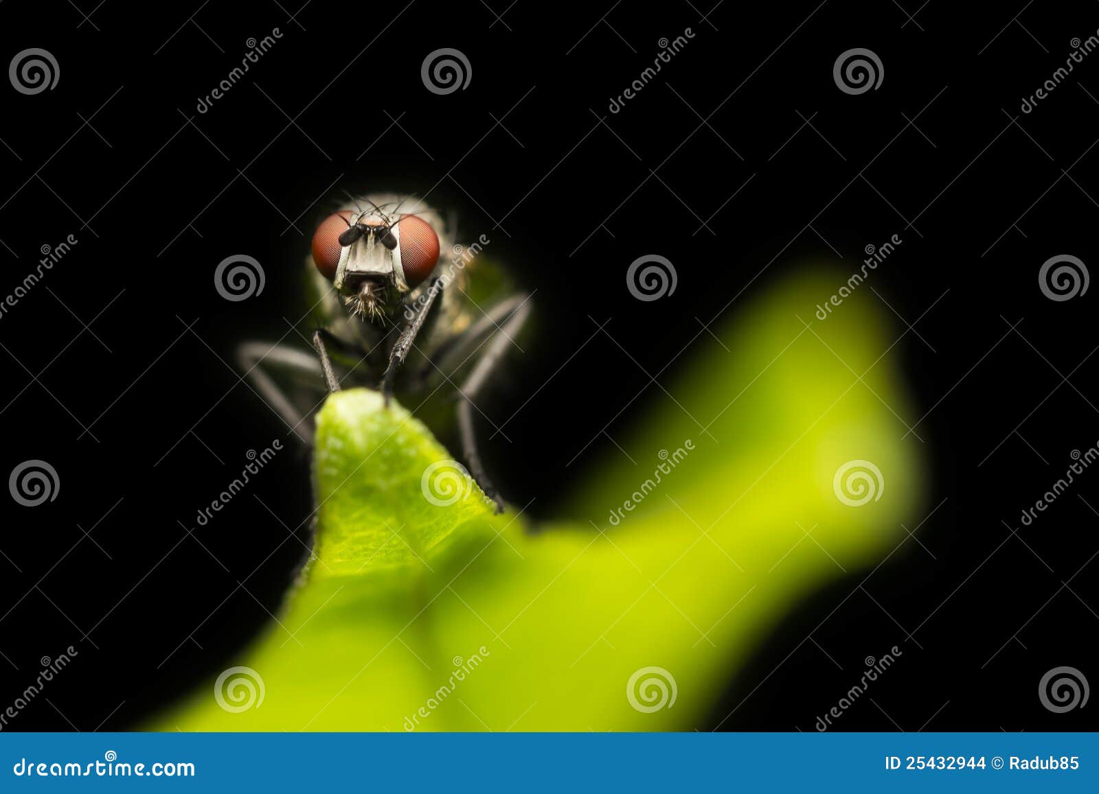 Fly Portrait stock photo. Image of flying, compound, body - 25432944