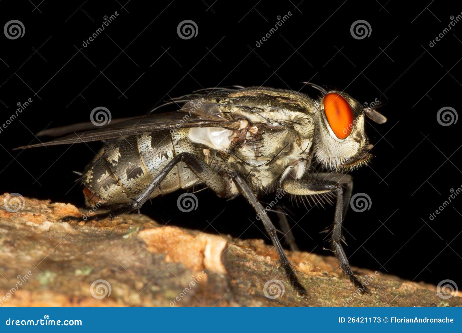 Fly portrait close-up stock image. Image of entomology - 26421173