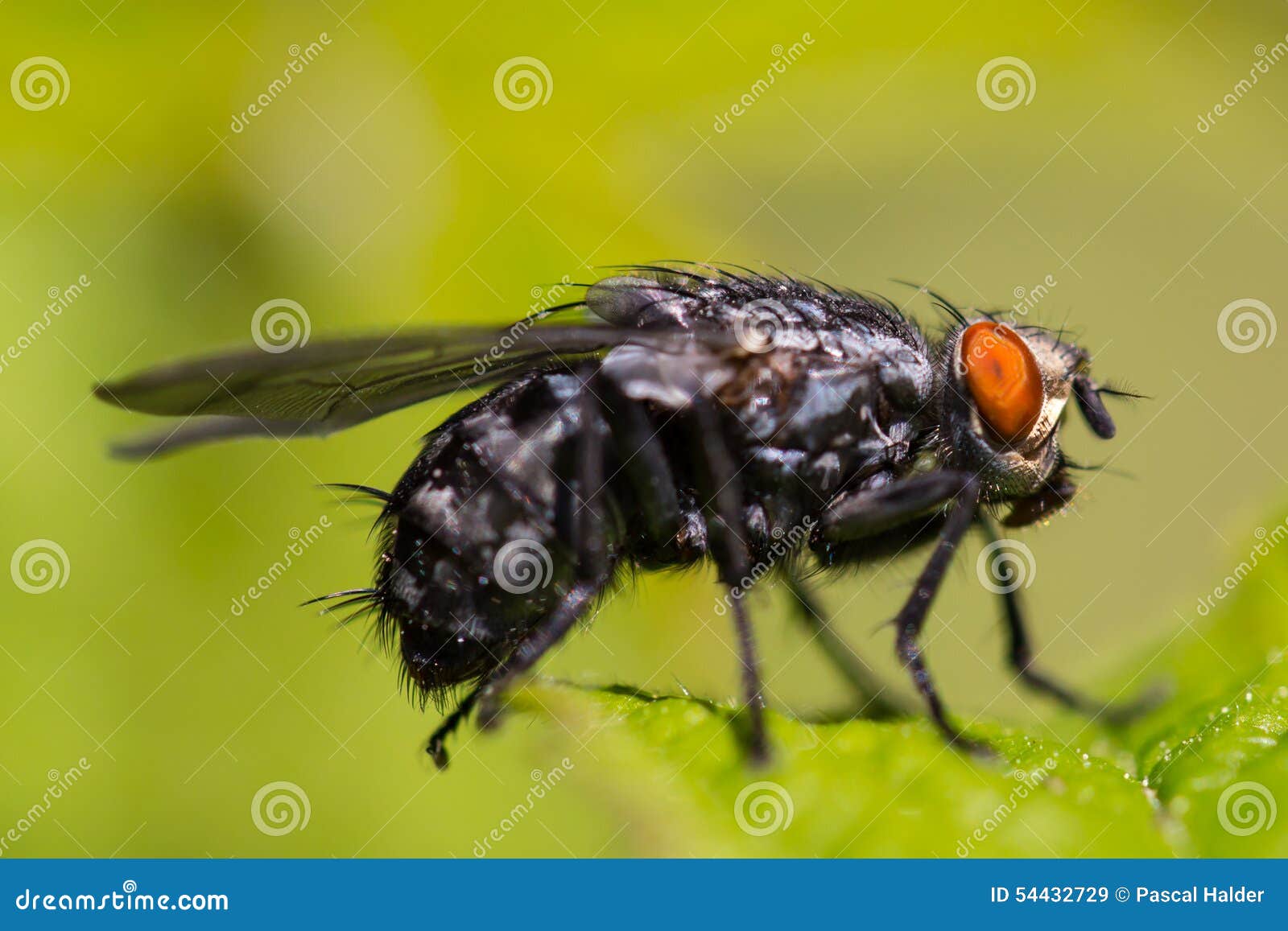 Fly stock image. Image of closeup, house, macro, portrait - 54432729