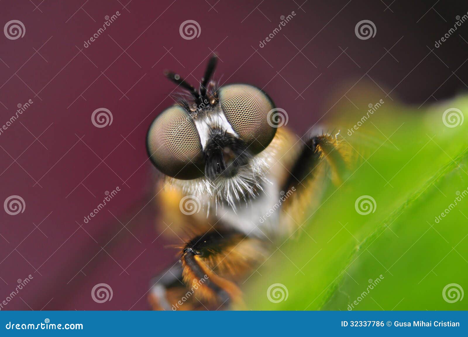 Fly portrait stock photo. Image of biology, focus, creepy - 32337786