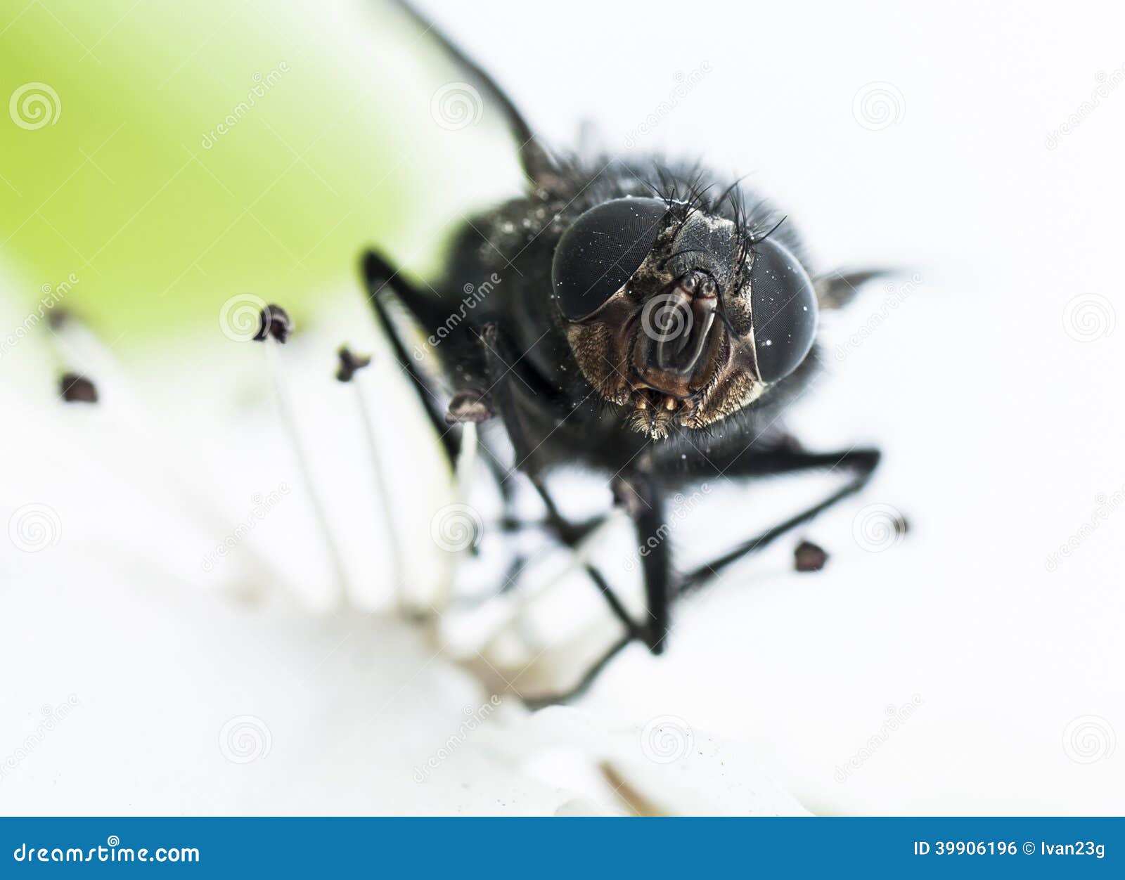 FLY stock photo. Image of closeup, texture, insects, protection - 39906196