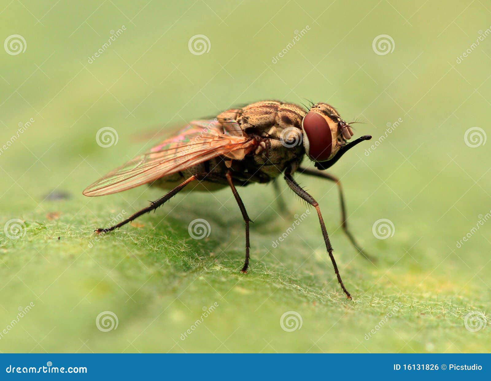 Fly predator stock photo. Image of insecticide, housefly - 16131826