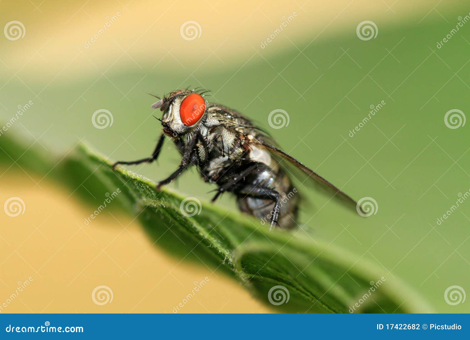 Fly predator stock photo. Image of background, isolated - 17422682
