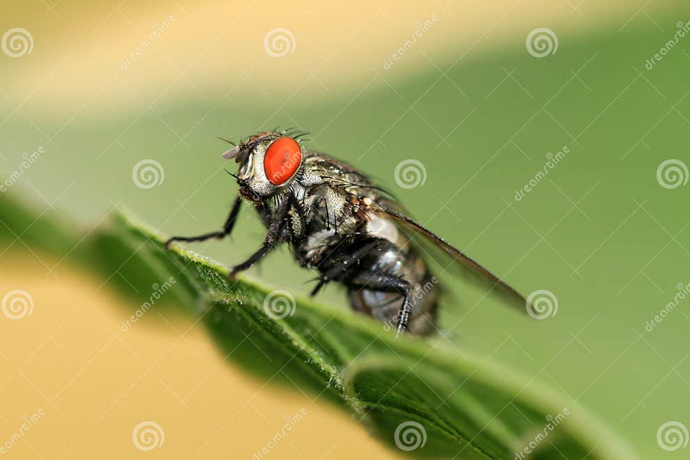 Fly predator stock photo. Image of background, isolated - 17422682