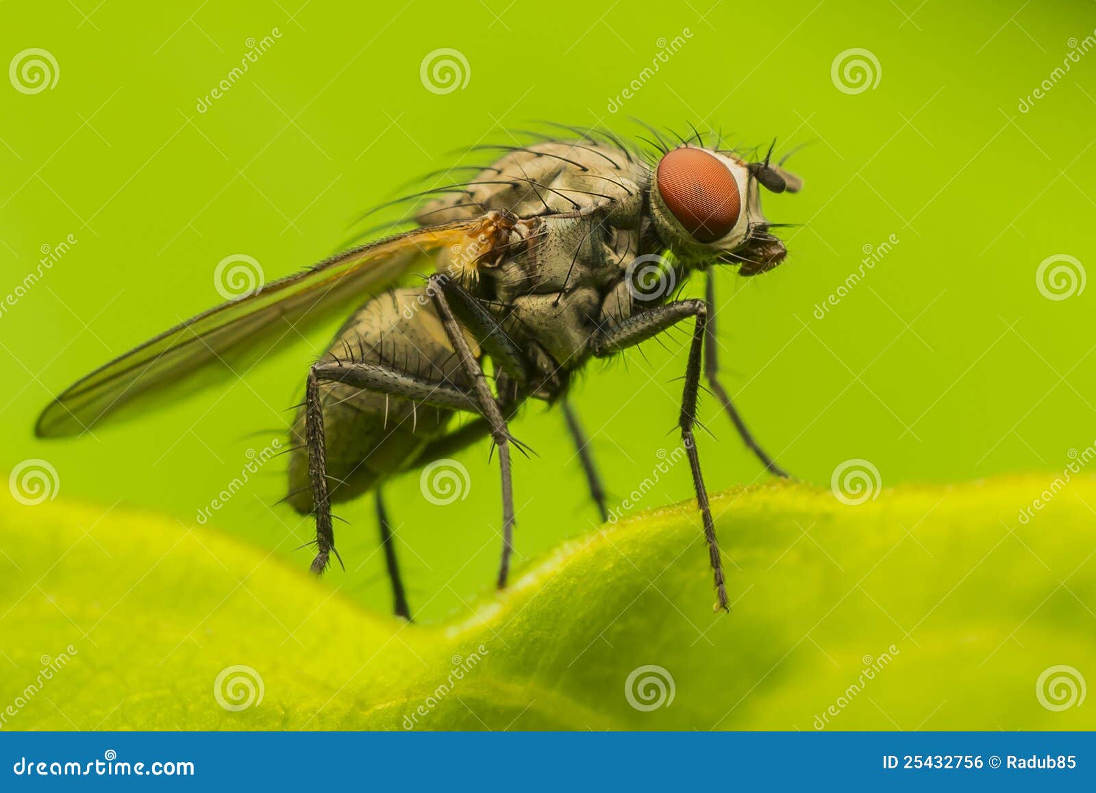 Fly Profile stock photo. Image of colour, clear, detailed - 25432756