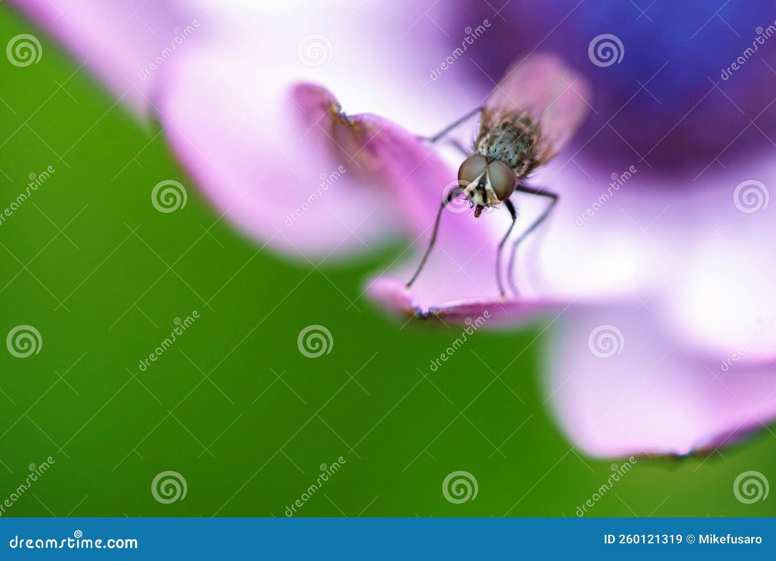 Fly on purple flower petal stock image. Image of nature - 260121319