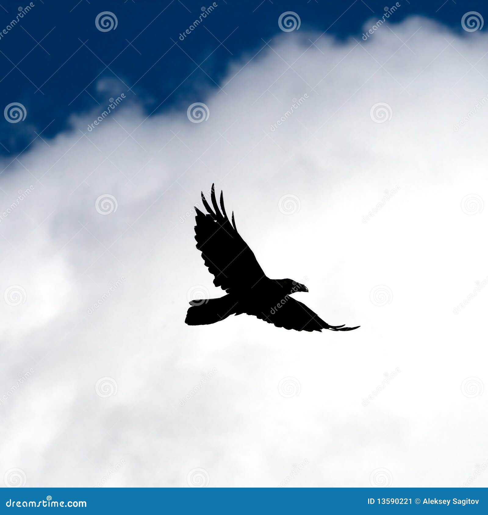 Fly raven. stock image. Image of crow, south, gloomy - 13590221