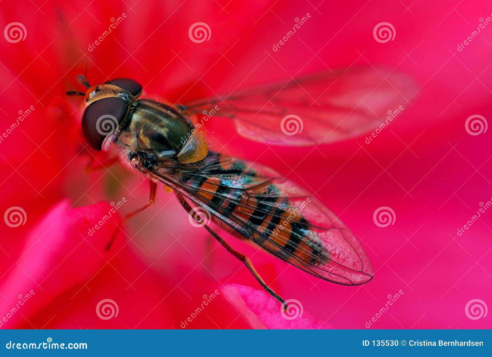 Fly in red stock photo. Image of nature, spring, macro - 135530