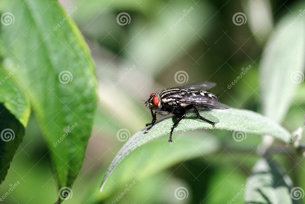 A Fly with Red Compound Eyes Stock Image - Image of wildlife, carcass ...