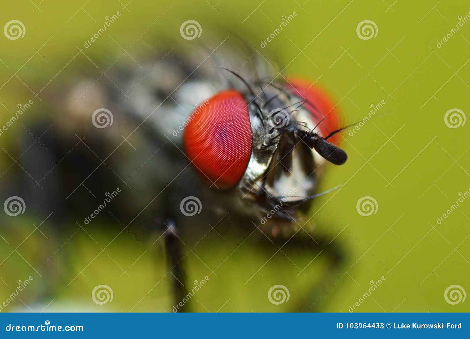 Fly red compound eyes stock image. Image of flesh, macro - 103964433