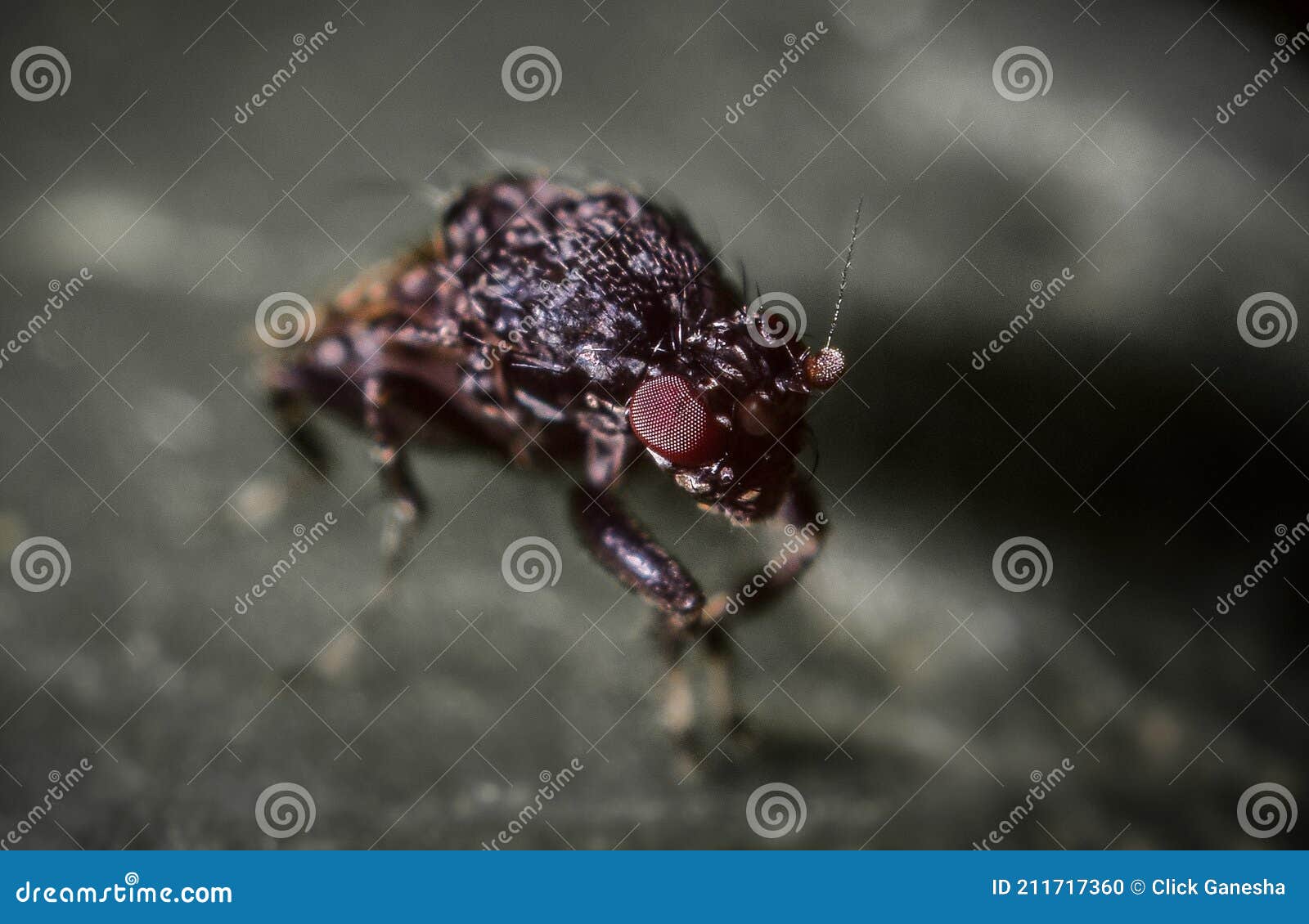 Fly Red Eye with Black Background Stock Photo - Image of beetle ...