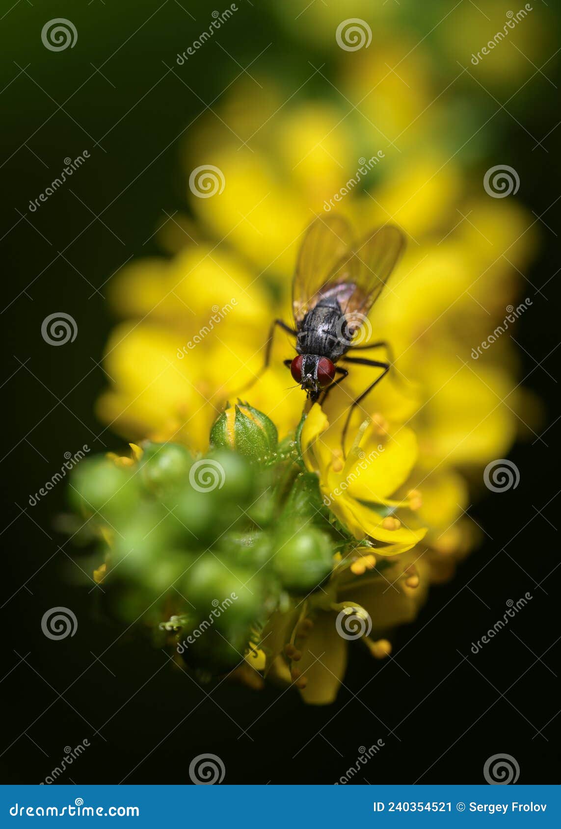 Close Up View of a Fly with Red Eyes on a Bright Yellow Flower Stock ...