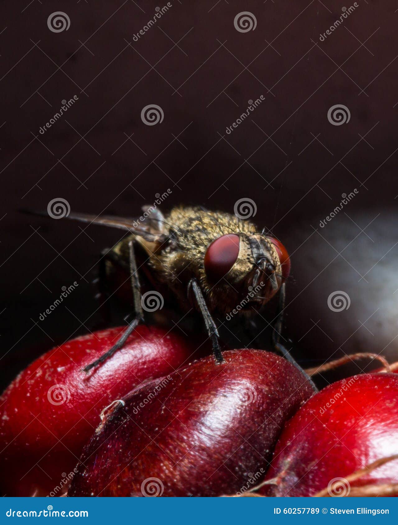 Fly with Red Eyes on Red Corn Stock Image - Image of bugs, gray: 60257789