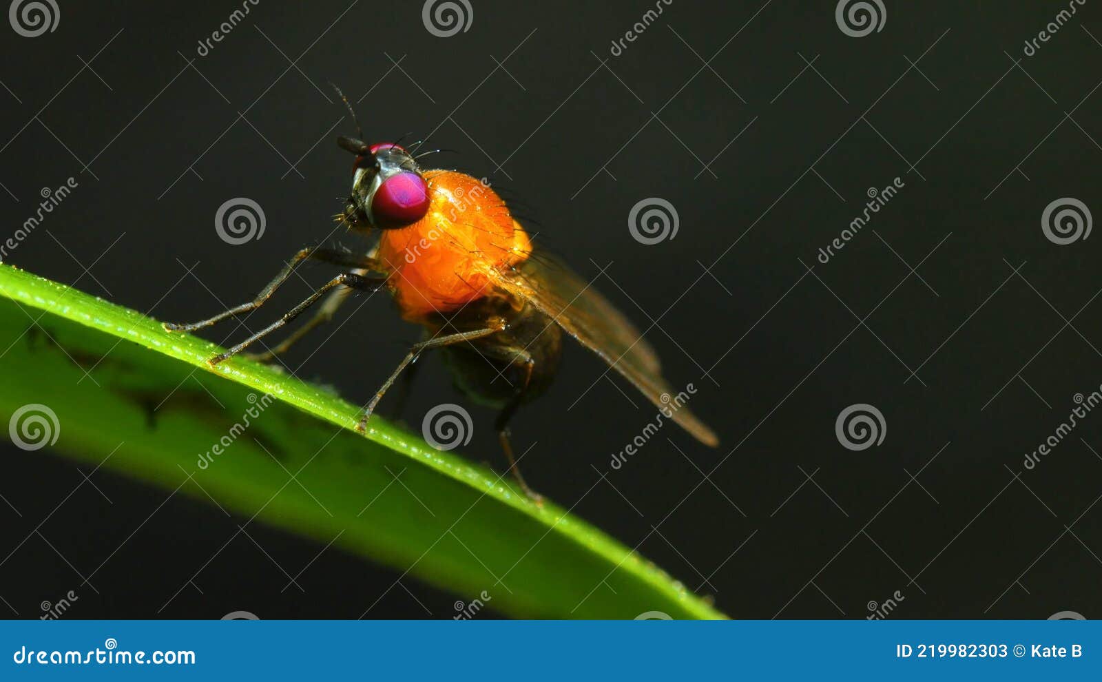 Fly with Red Eyes on a Leaf Stock Image - Image of legs, wallpaper ...
