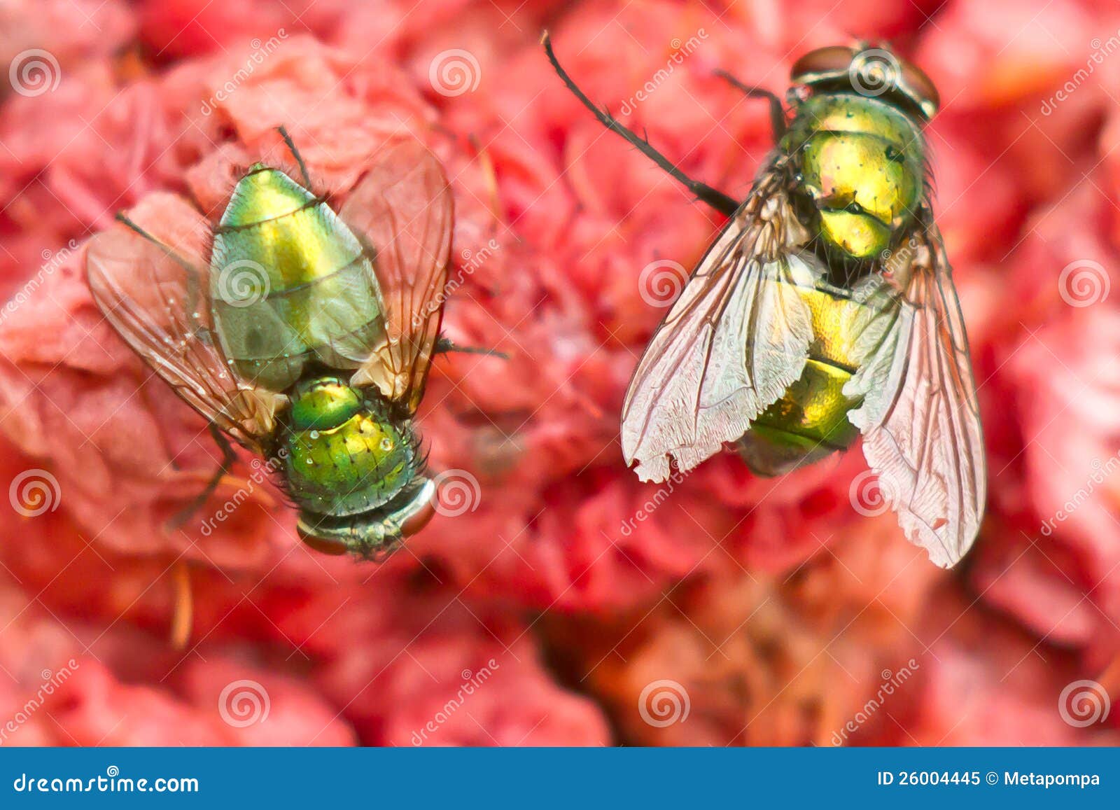 Fly on red giving leg stock image. Image of flash, kick - 26004445