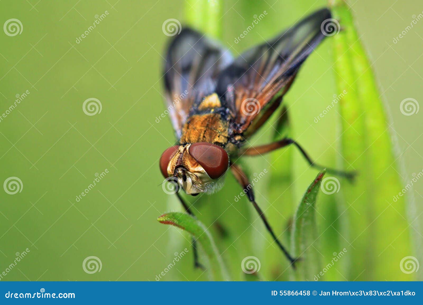 Fly stock photo. Image of relax, green, detail, grass - 55866458
