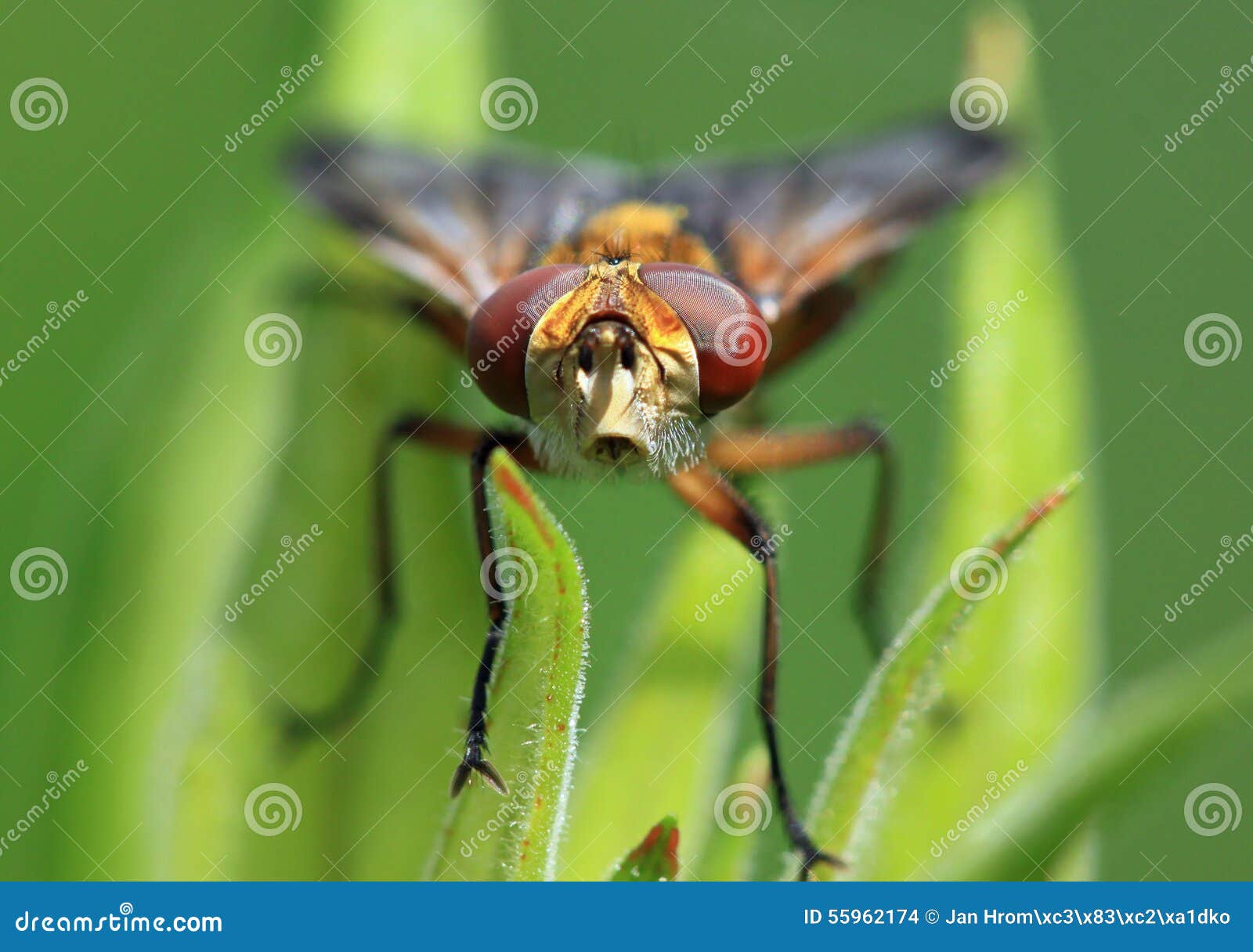 Fly 2 stock photo. Image of color, macro, eyes, green - 55962174