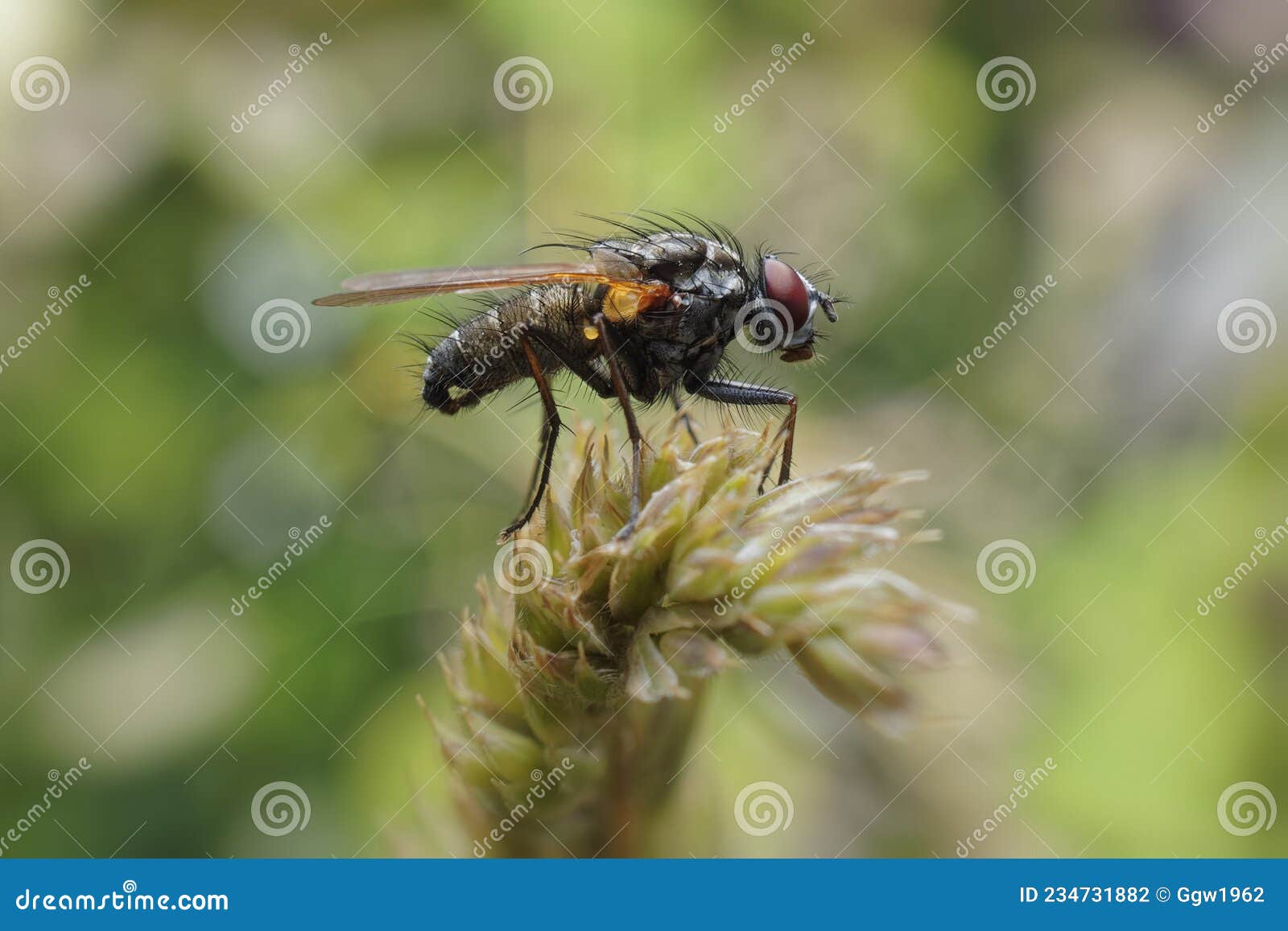 Fly resting stock photo. Image of autumn, lemma, green - 234731882