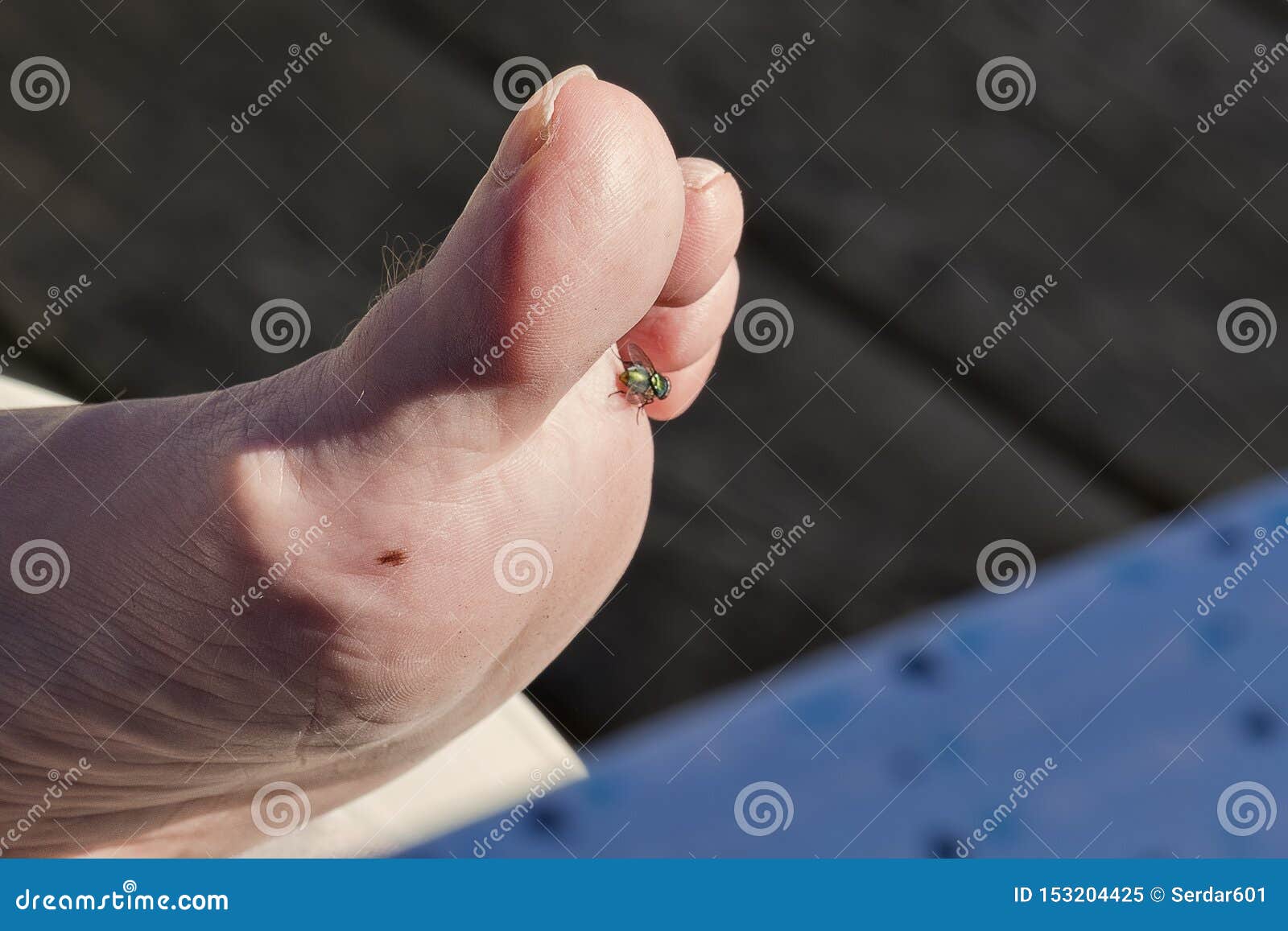 Fly stock image. Image of toes, human, foot, skin, female - 153204425