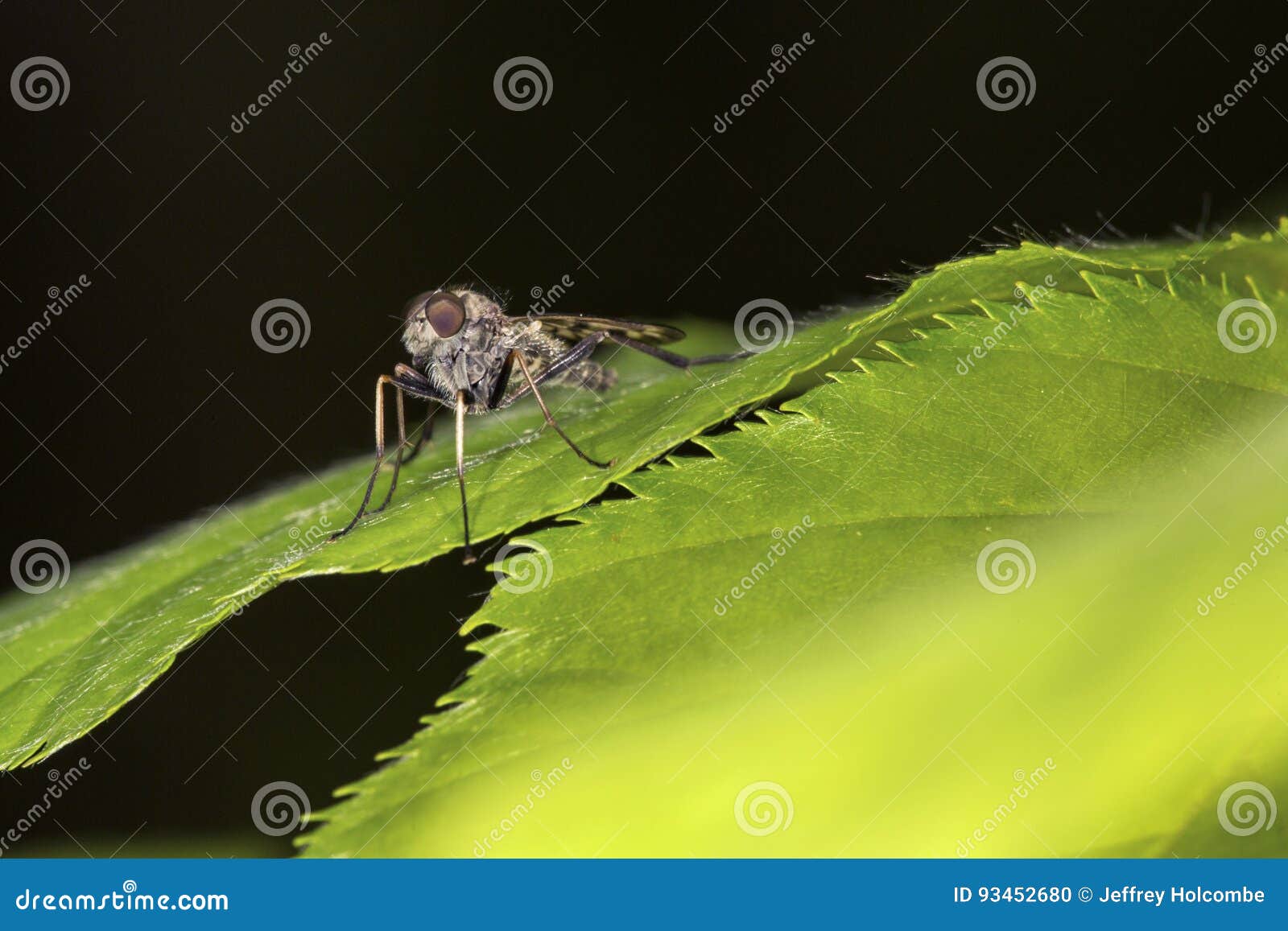 Fly Resting on a Leaf at Belding Preserve, Vernon, Connecticut. Stock ...